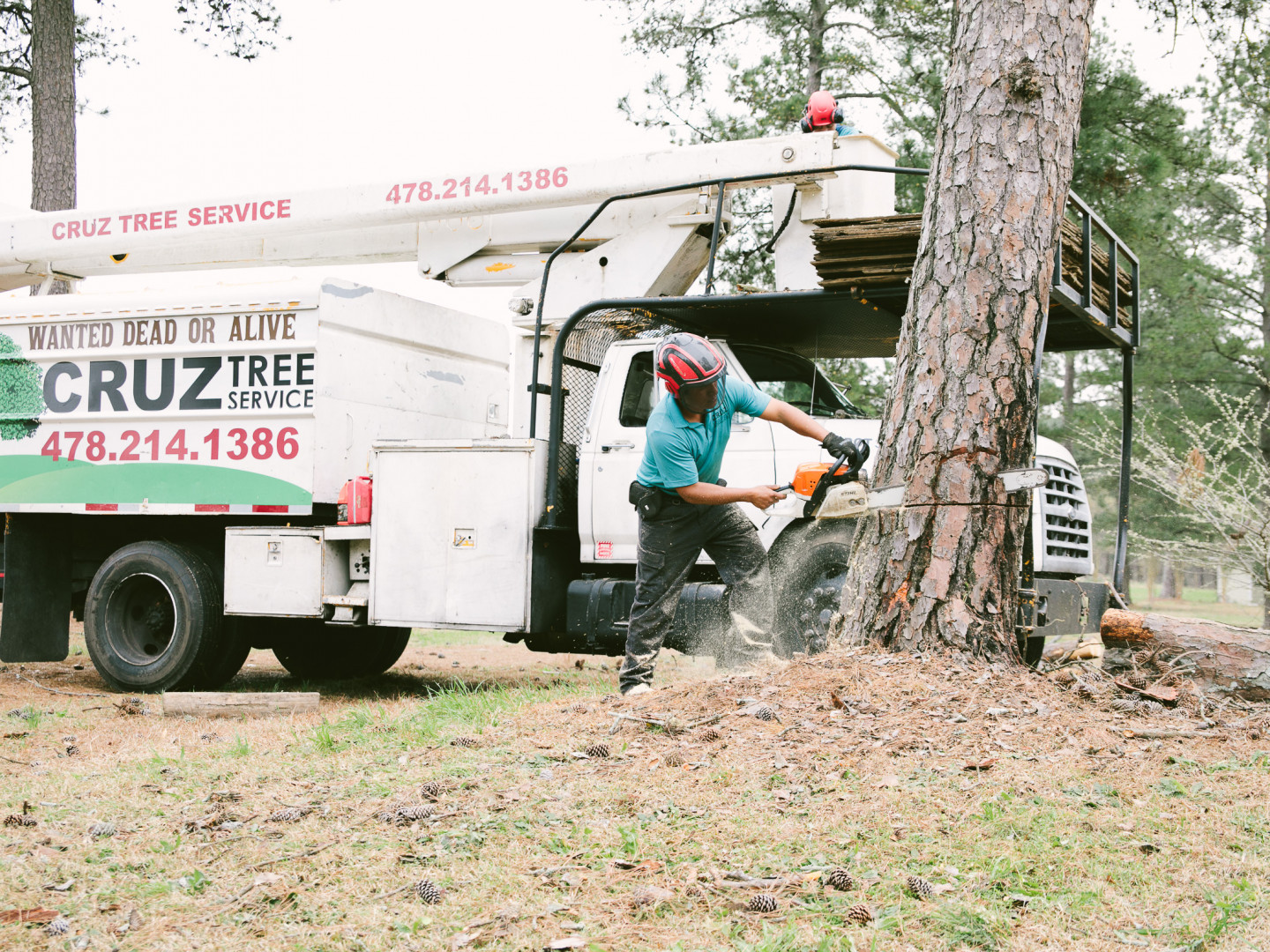 Professional Tree Removal Services | Fort Valley, Perry, Warner Robins ...